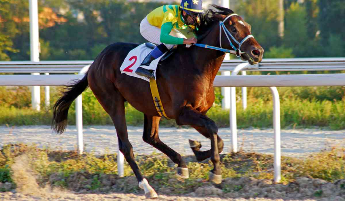 Best Denmark Horse Race Tracks To Visit With Your Family