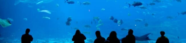 The Wonder of the Blue Planet - Denmark's Aquarium Pride - Visit ...