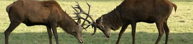 What to See and Do at the Deer Park - Visit Denmark.net